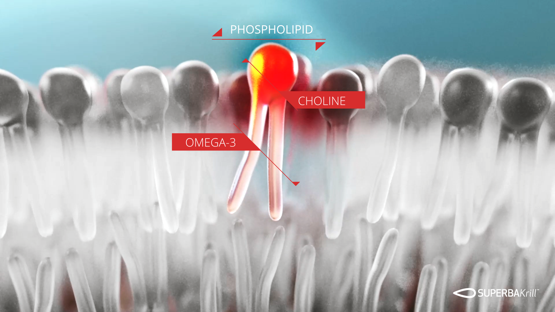 The power of marine phospholipids for skin care The power of marine phospholipids for skin care